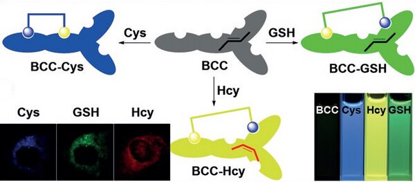 BioTracker Cys Hcy GSH Triple Live Cell Dye | SCT062